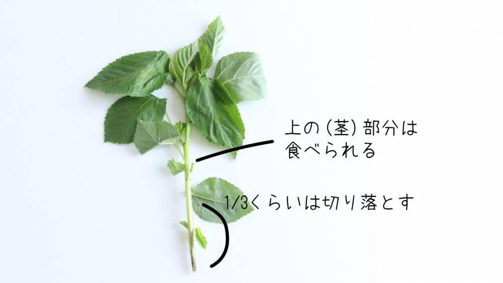 茎まで食べられる！おいしいモロヘイヤの食べ方 | 食べチョク&more